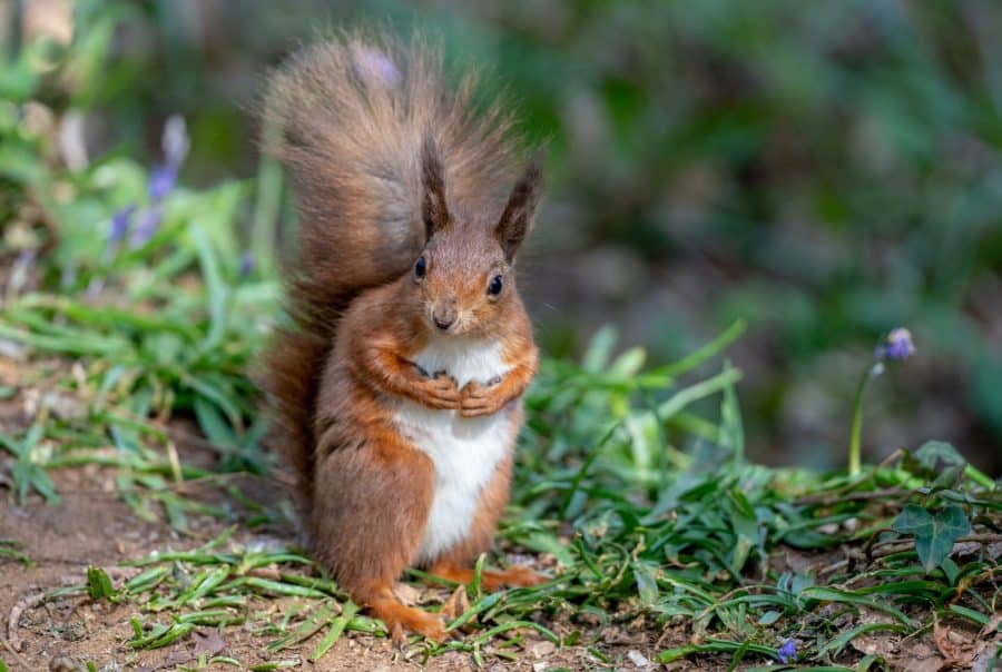 Burnbake Forest Lodges & Campsite - Burnbake