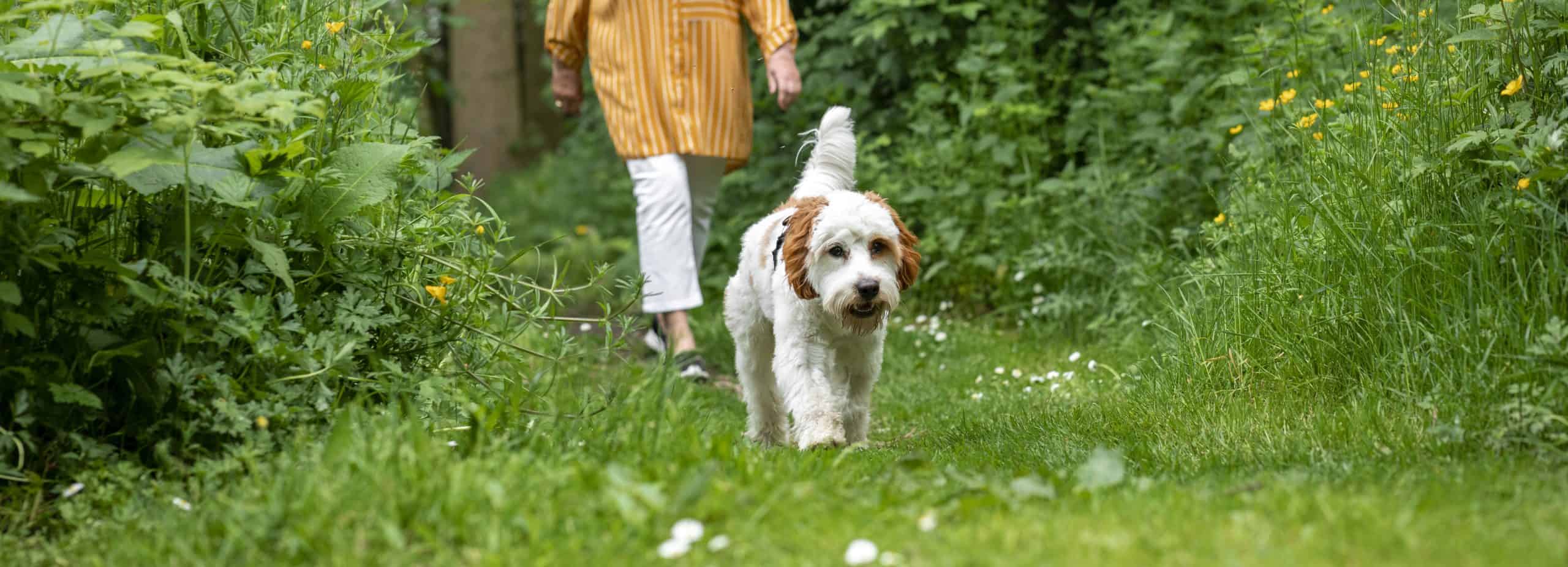 Walking Her Cavapoo Dog - Burnbake