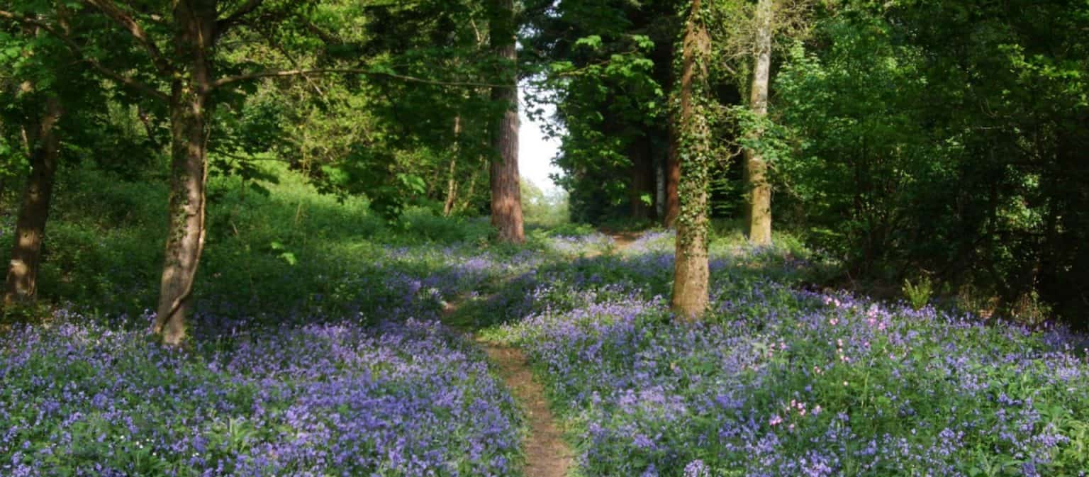 Dorset's best bluebell walks - Burnbake