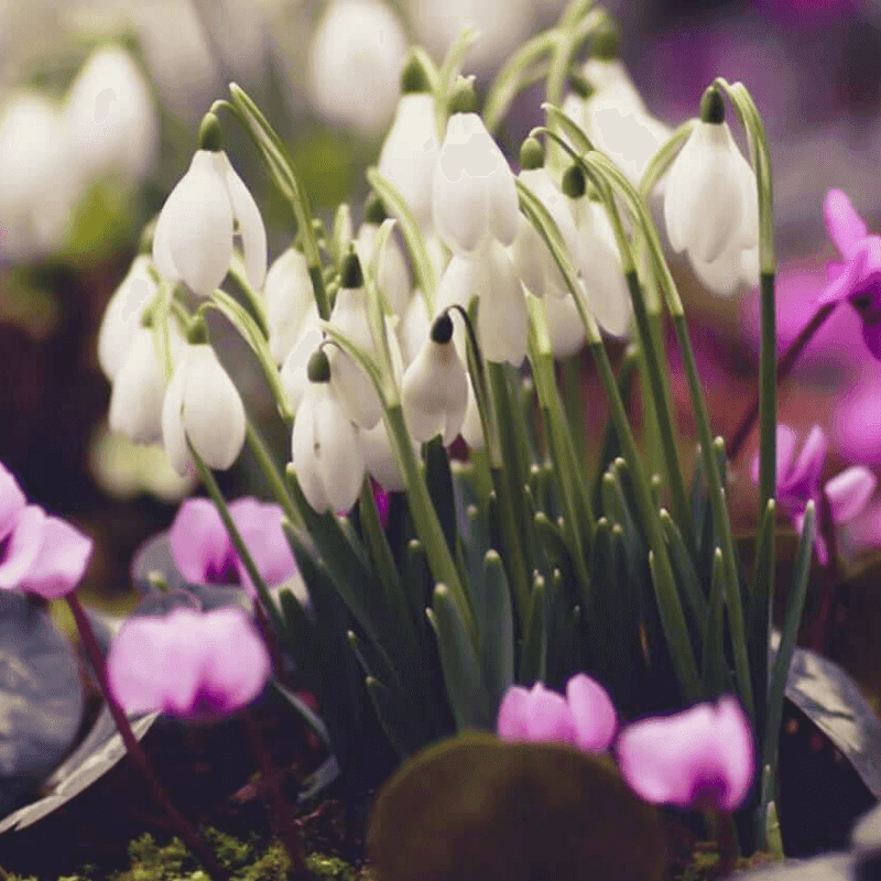 Bank Holiday Camping - Burnbake