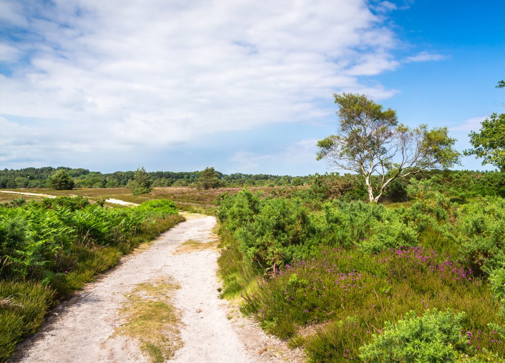 Purbeck Heath - Burnbake